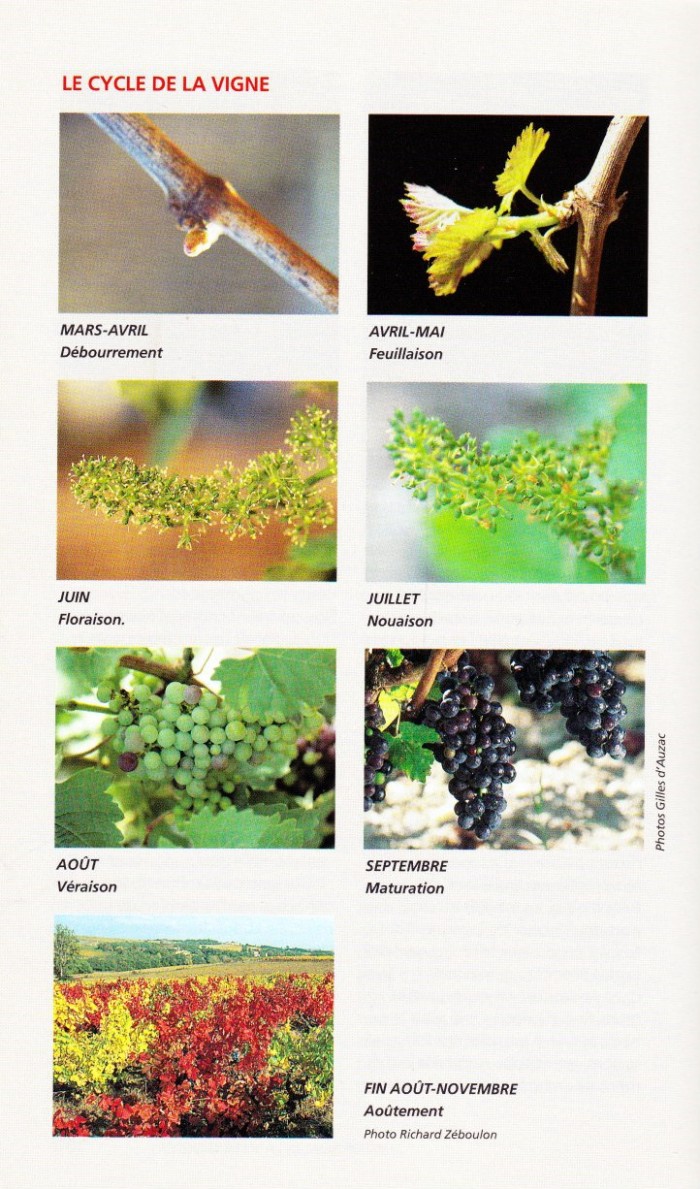 LE CYCLE DE LA VIGNE